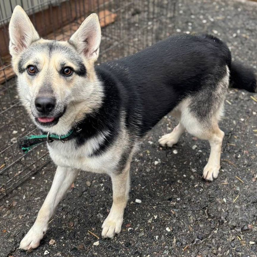 Взрослая собака в добрые руки