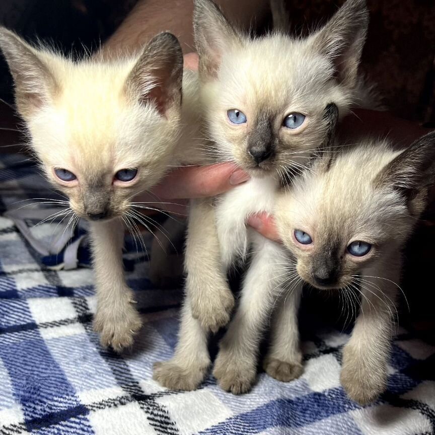 Тайские котята