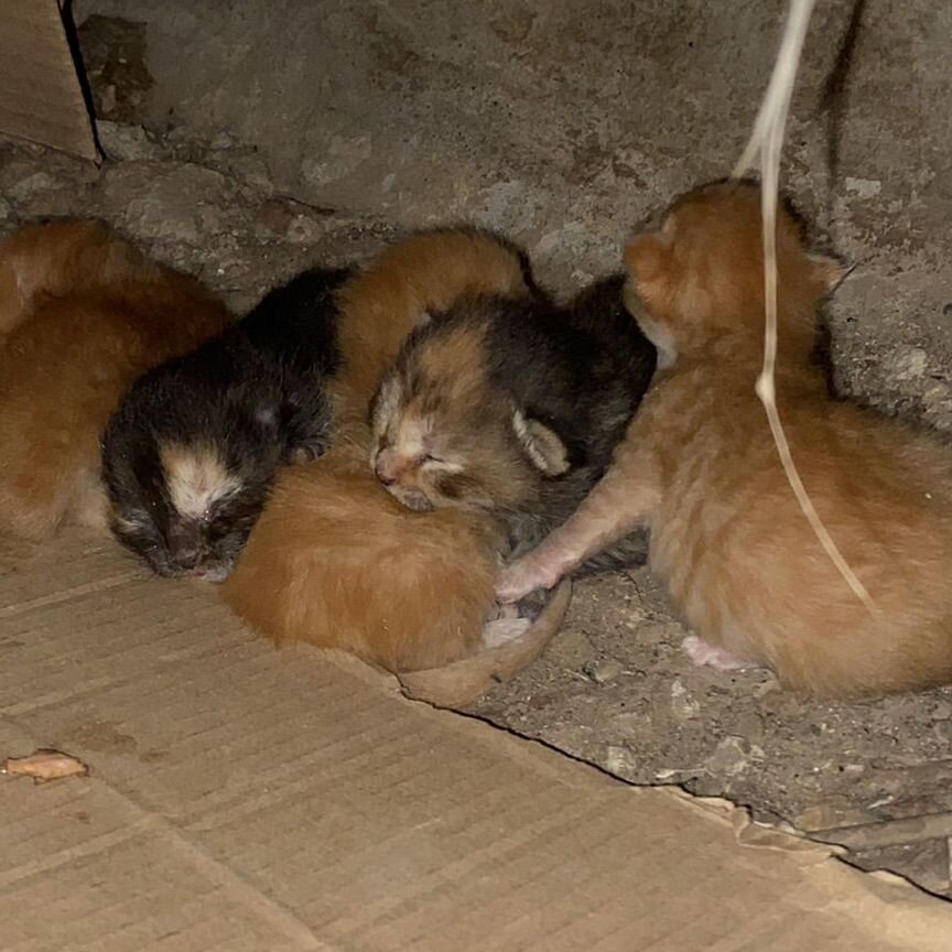 Бездомные котята ищут дом