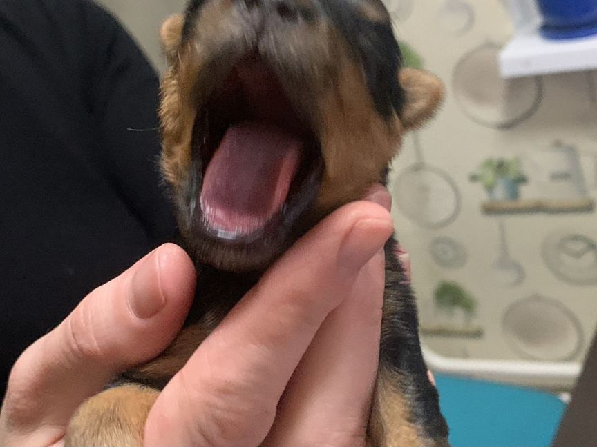 Йоркширский терьер щенки