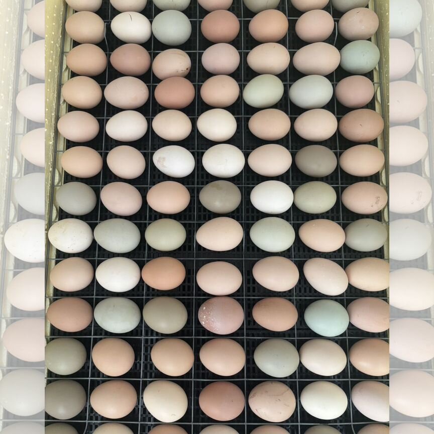 Инкубационное яйцо кур несушек