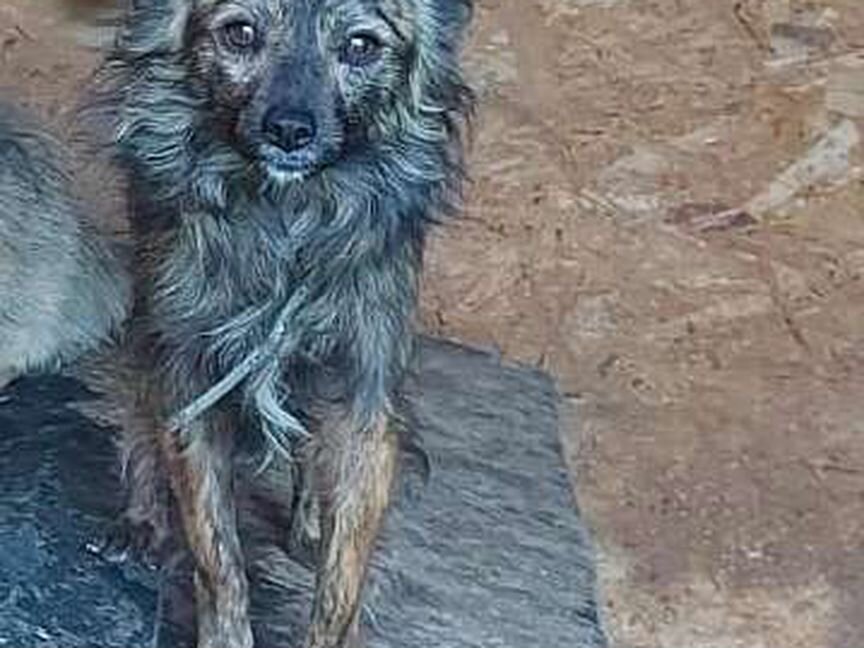 Мелкий кобелек