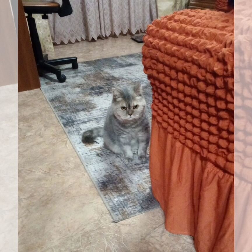 Шотладские кошка