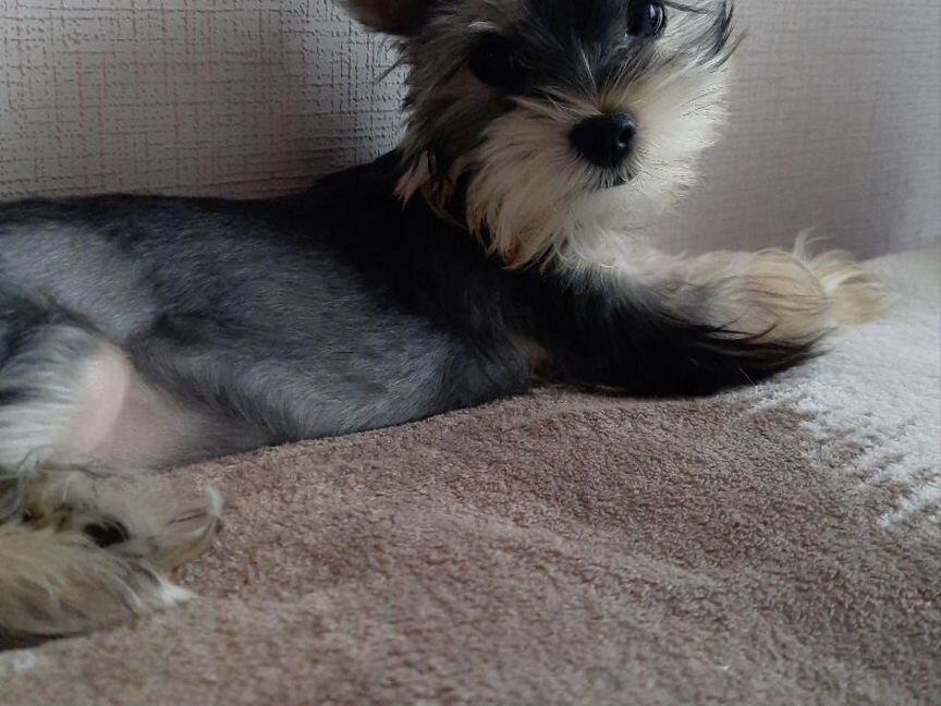 Йоркширский терьер