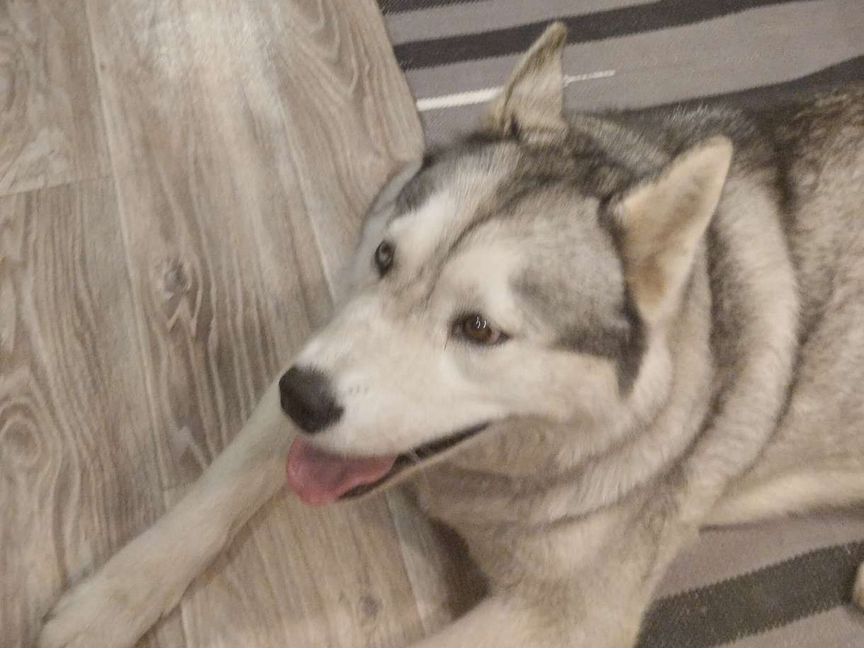 Шерсть хаски