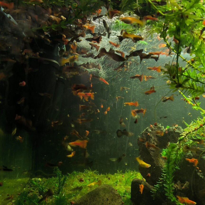 Аквариум с рыбками