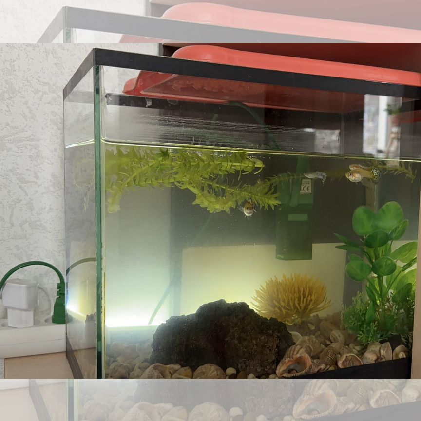 Аквариум с рыбками