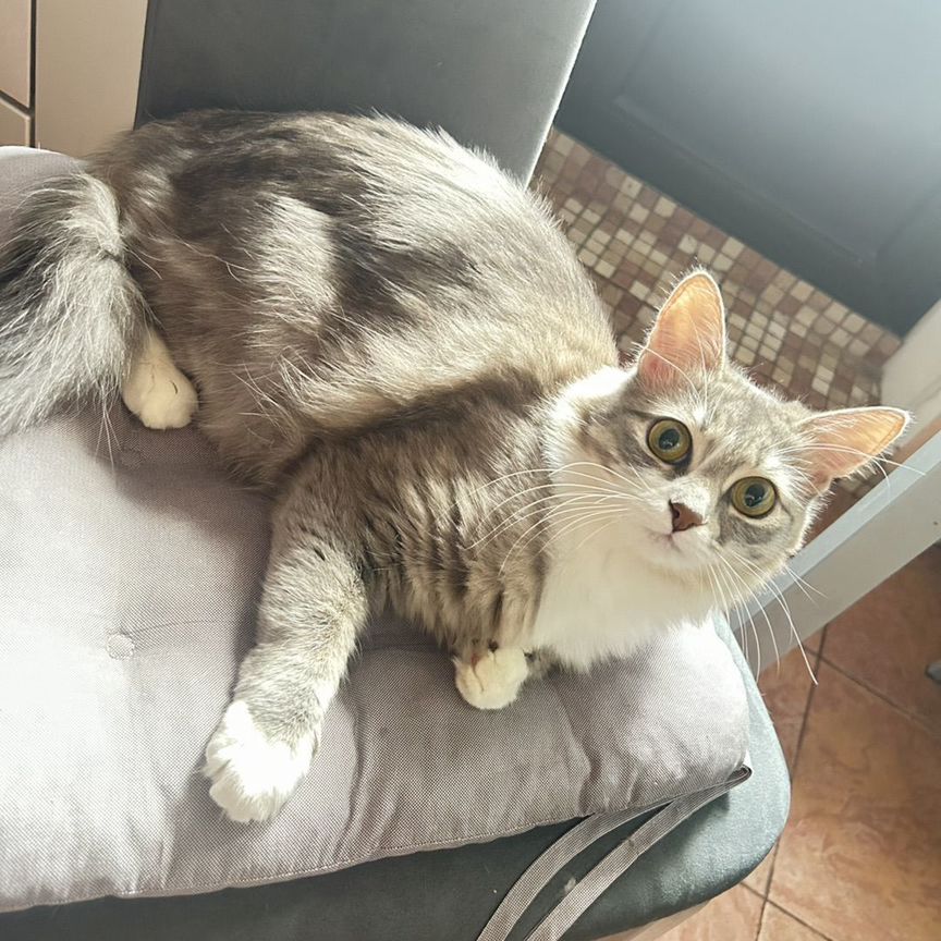 Кошка в добрые руки