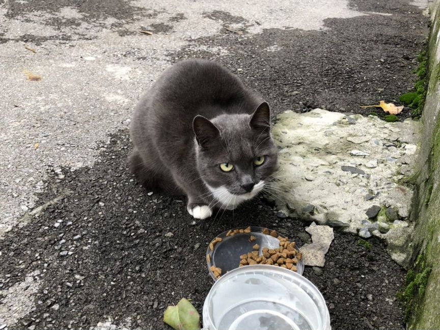 Кошка в добрые руки