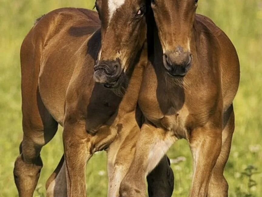 Подкормки для лошадей, жеребят Mega Base