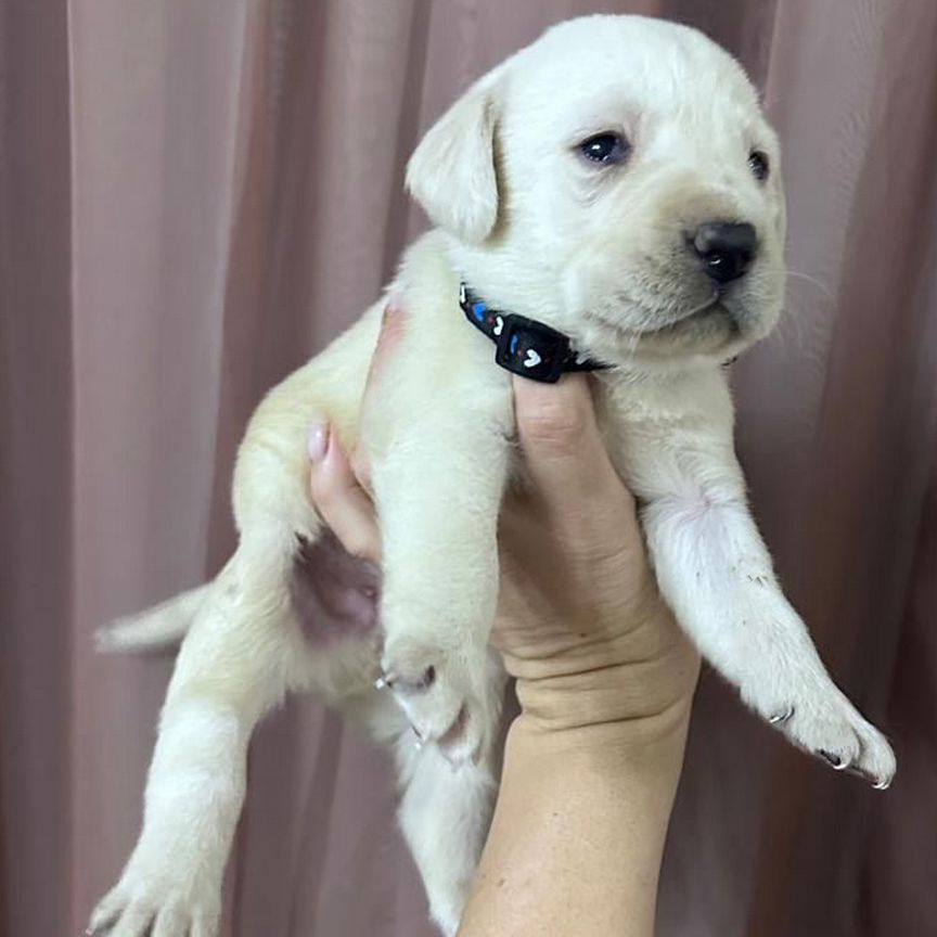 Лабрадор-ретривер, щенок