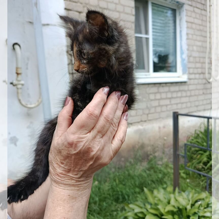 Котёнок в добрые руки