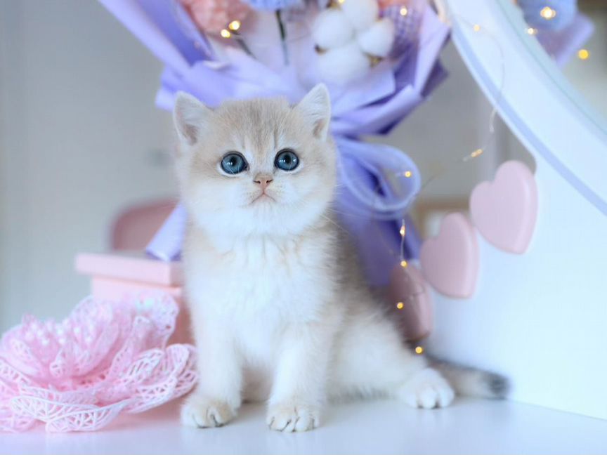 Британский котенок