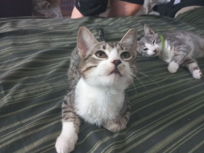 Кот мальчик серый с белым