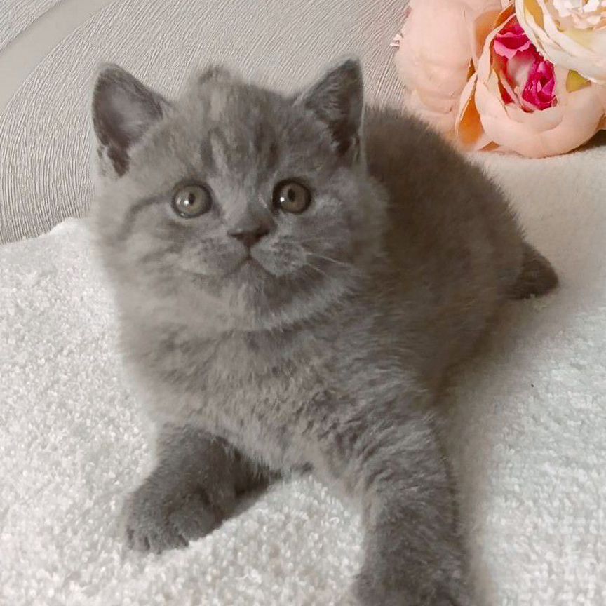 Британские котята