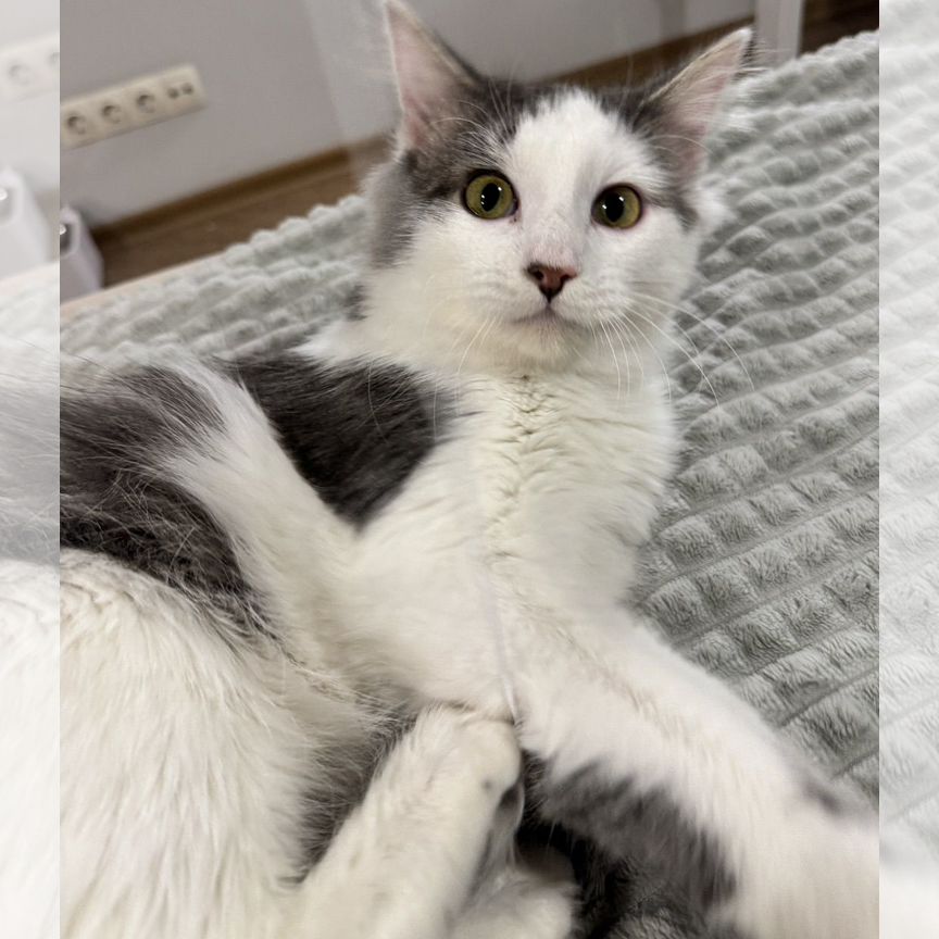 Котёнок в добрые руки