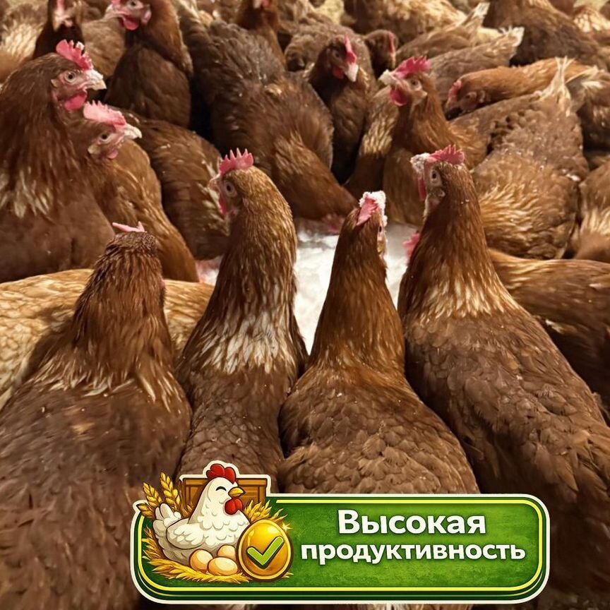Куры несушки с доставкой