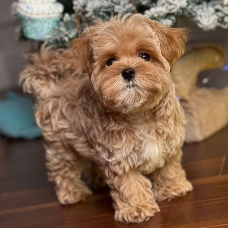 Мальтипу, щенок