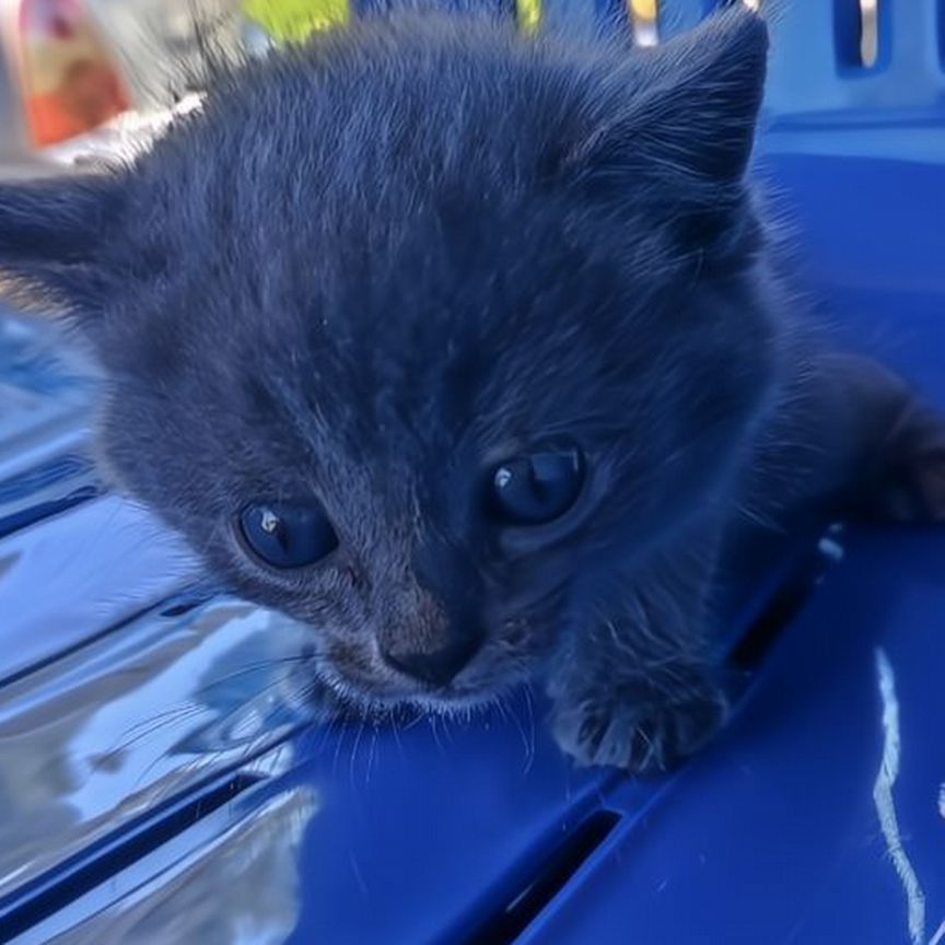 Котёнок в добрые руки