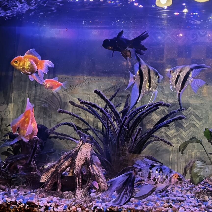 Аквариум с рыбками 120л