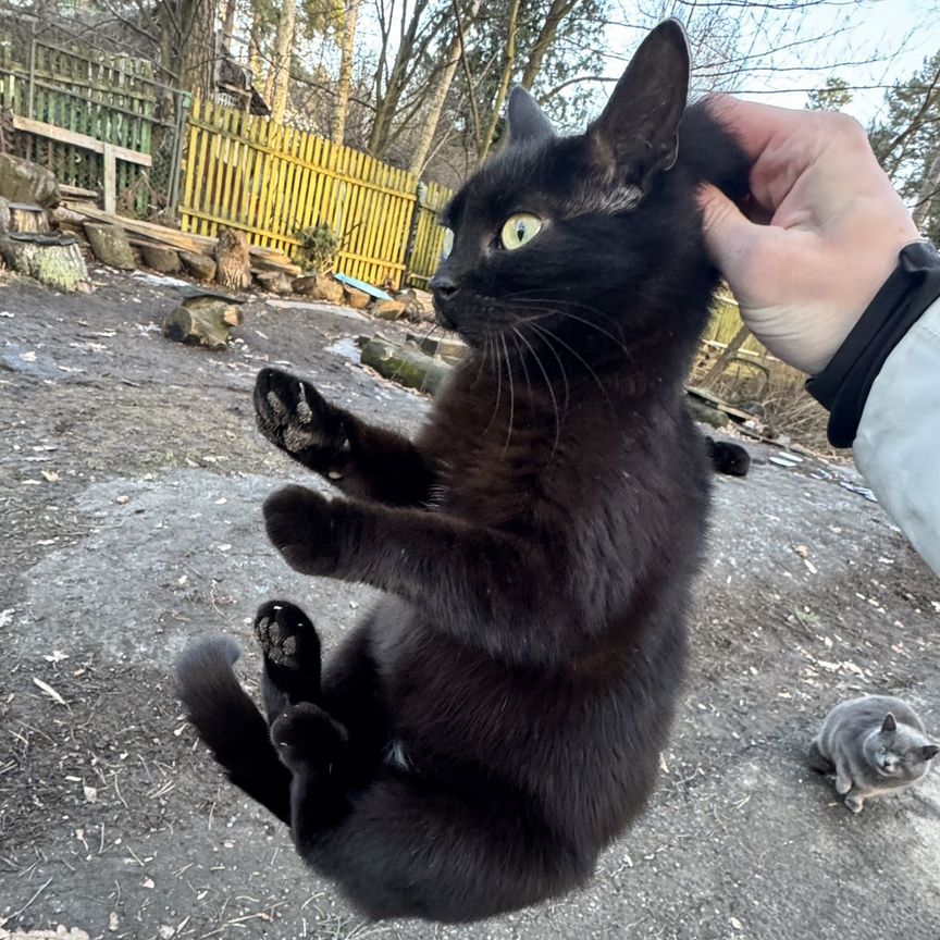 Черный котик на 99%