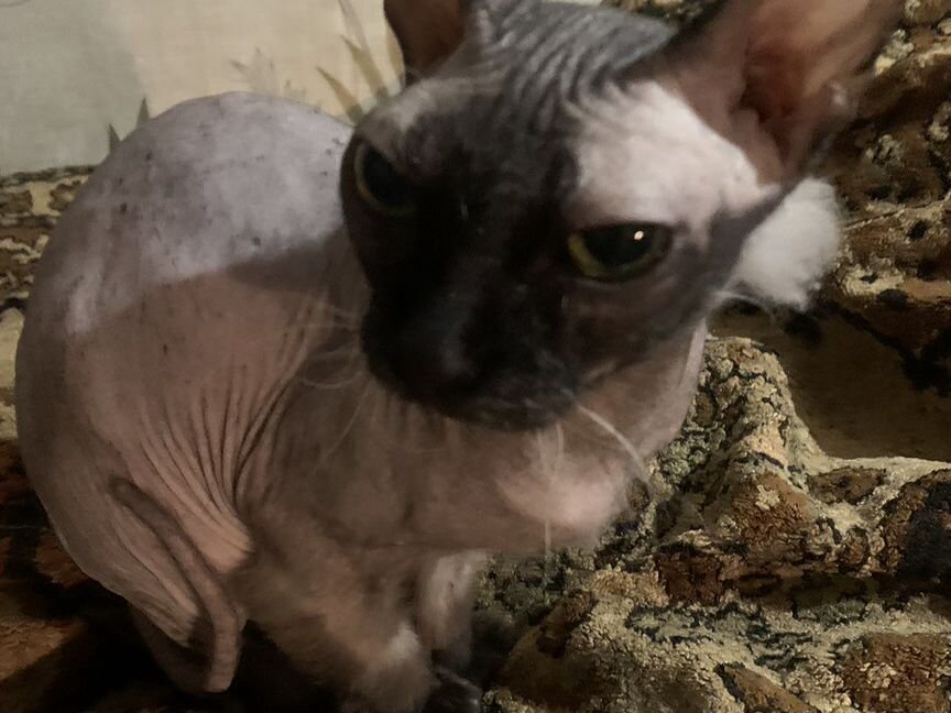 Кошка сфинкс бесплатно