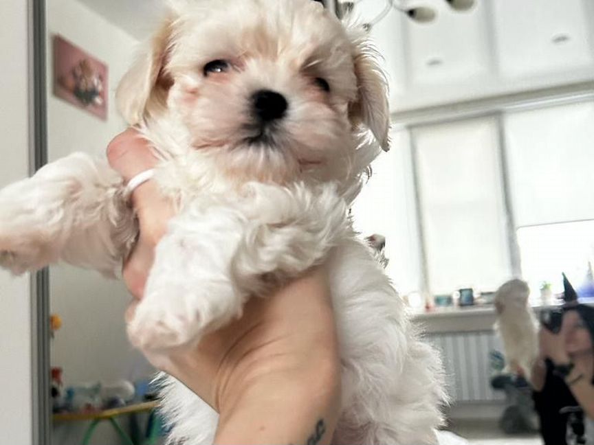 Мальтийская болонка мальчик