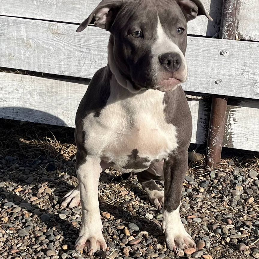 Американский стаффордширский терьер, щенок