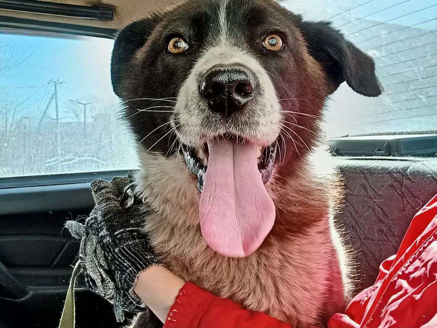 Собака Вишня ждёт своего человека