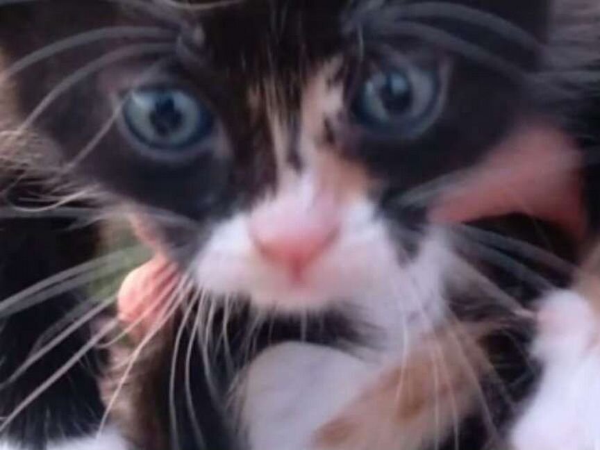 Кошка