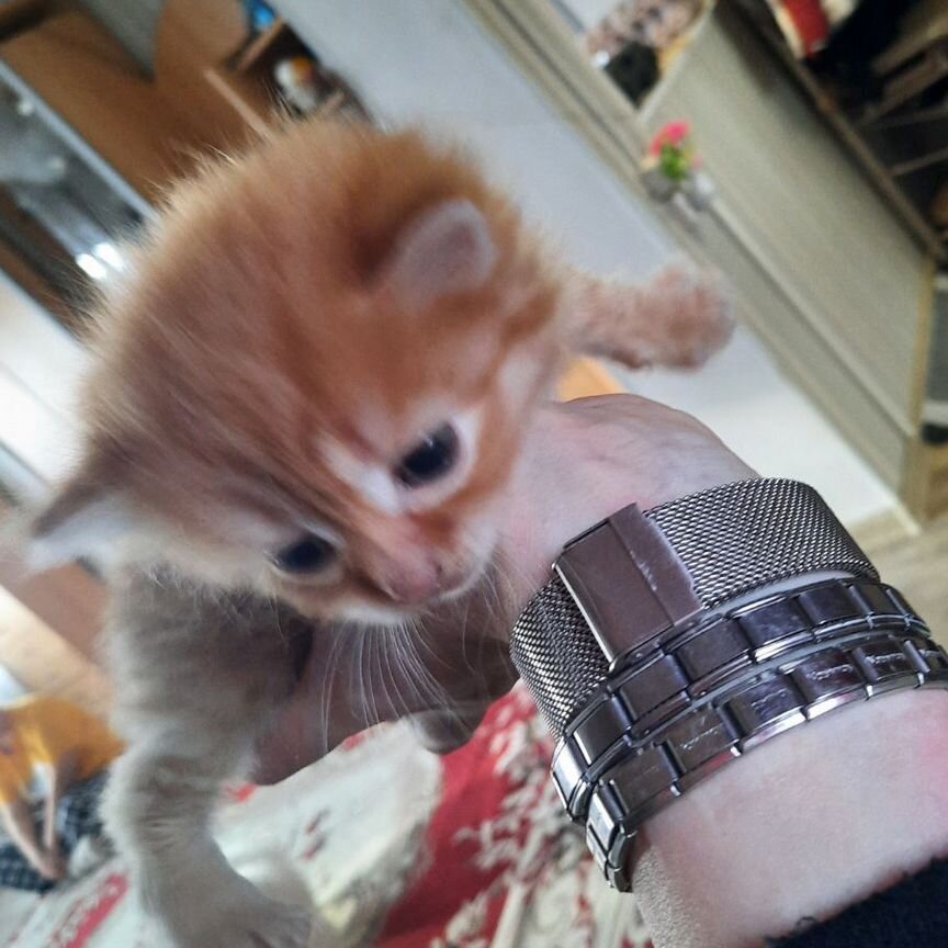 Котёнок в добрые руки