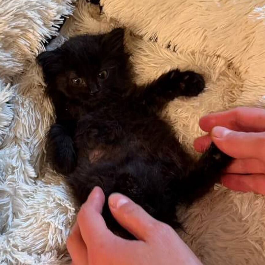 Котёнок в добрые руки