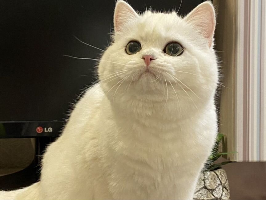 Британская шиншилла