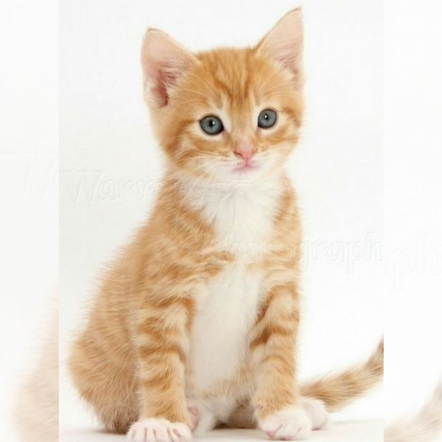 Сибирский котёнок