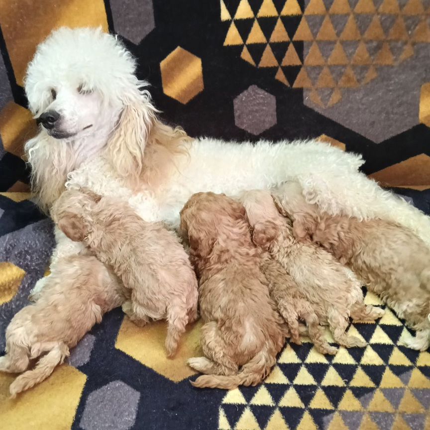 Пудель, щенок