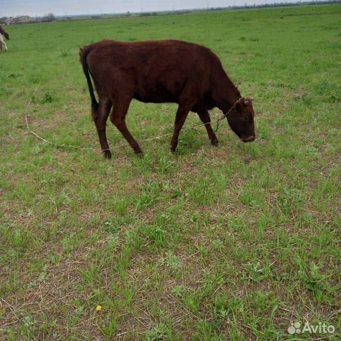 Телки 1год 2 месяца