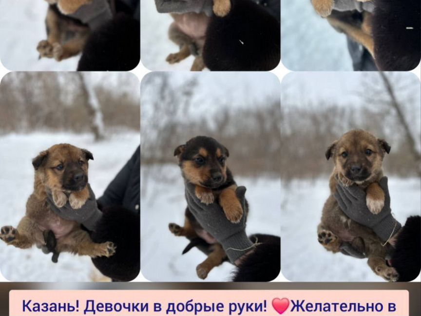 Щенок в добрые руки бесплатно