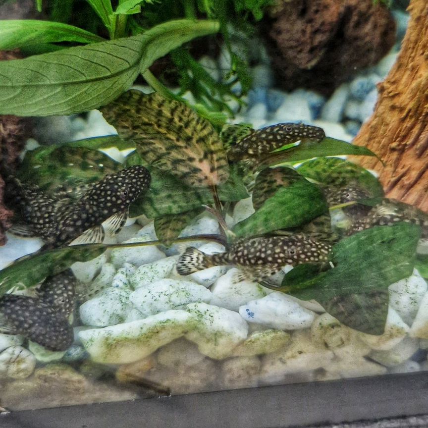 Сомики-анцистры