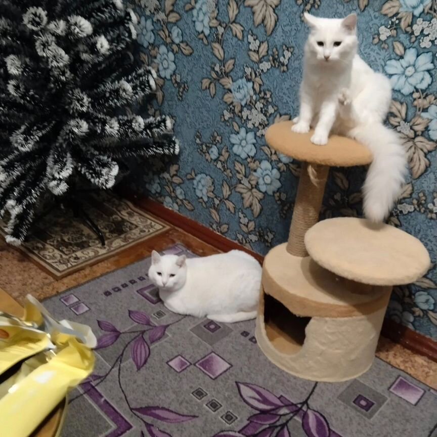 Белоснежные котики