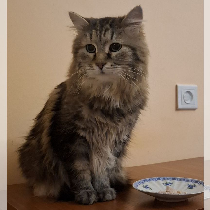 Взрослая, Девочка кошка в добрые руки