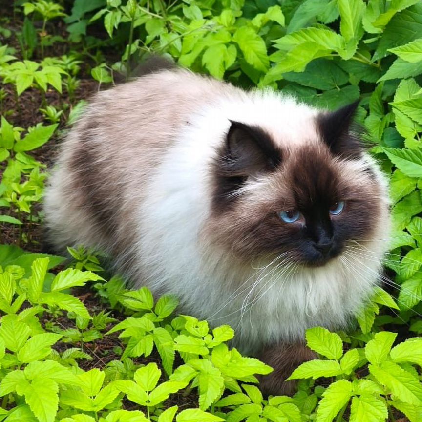 Невская маскарадная кошка, взрослая