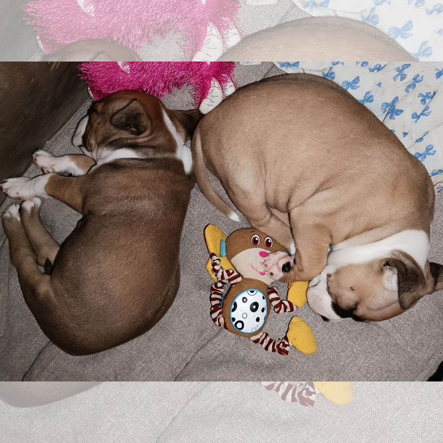 Американский стаффордширский терьер, щенок