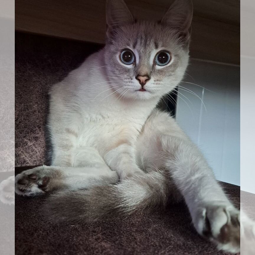 Отдам красивую кошечку