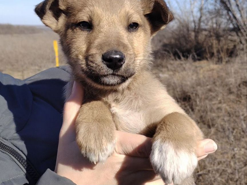 Щенок в добрые руки