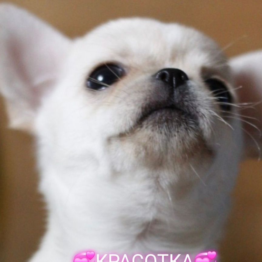 Чихуахуа, щенок