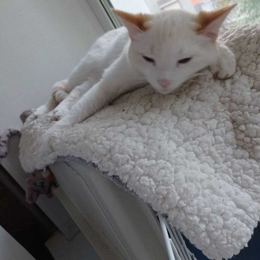 Кошечка в добрые руки возраст до года