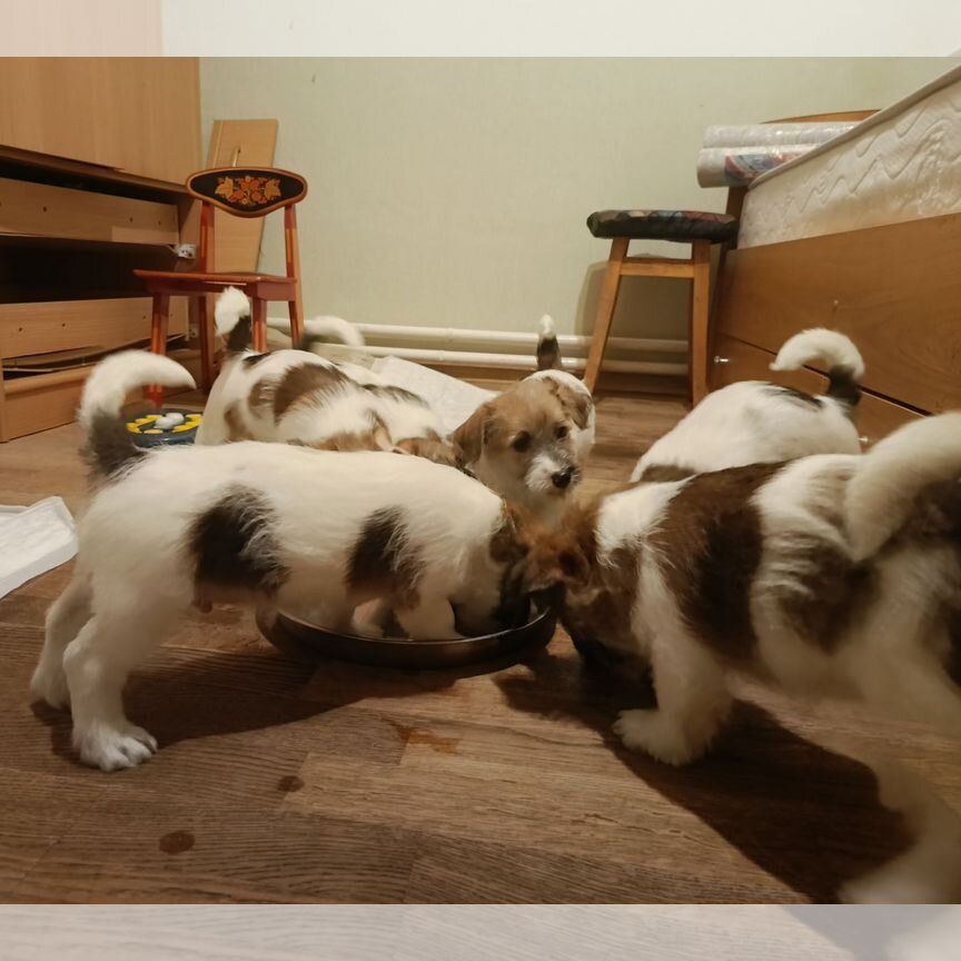 Джек Рассел терьер с документами РКФ