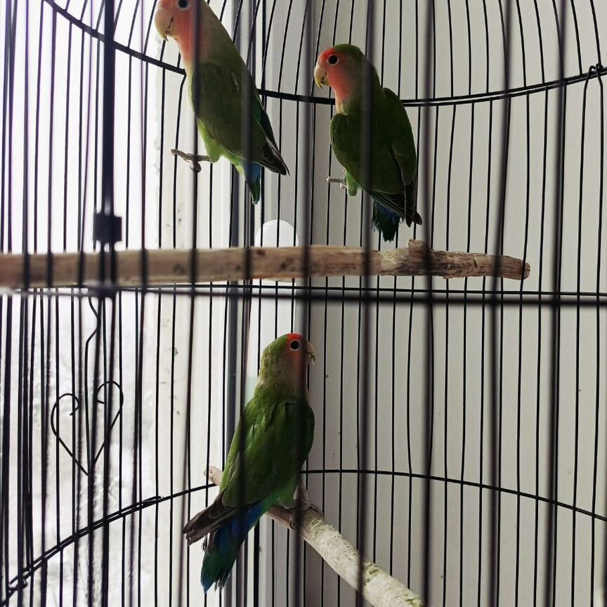 Попугай неразлучники