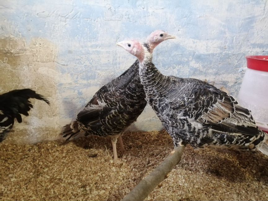 Индюки индюшата