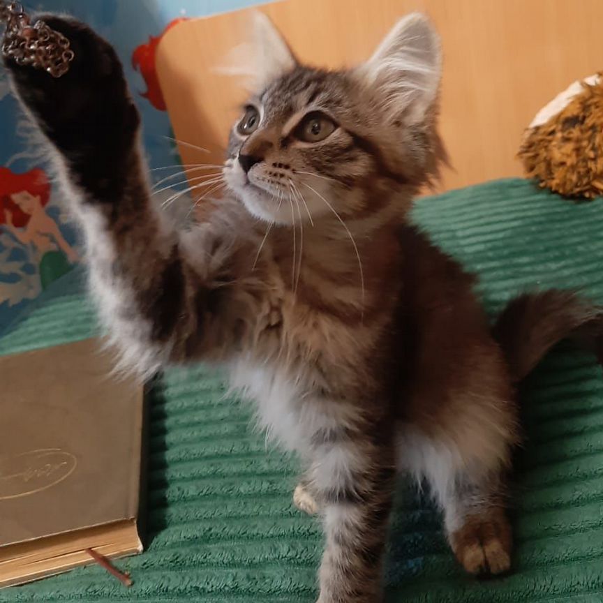 Кошечка от невской маскарадной